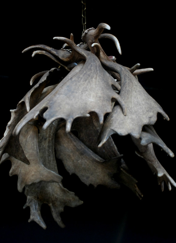 Hanglamp gemaakt van damhert geweien. - Gewei kroonluchters en ...