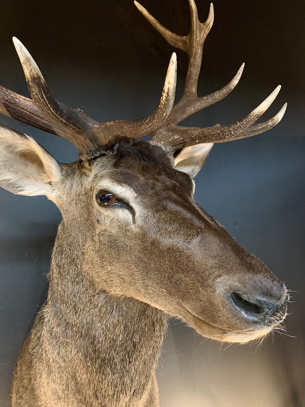 edelhert, opgezet edelhert, taxidermy, opgezette kop, hert - Taxidermy ...