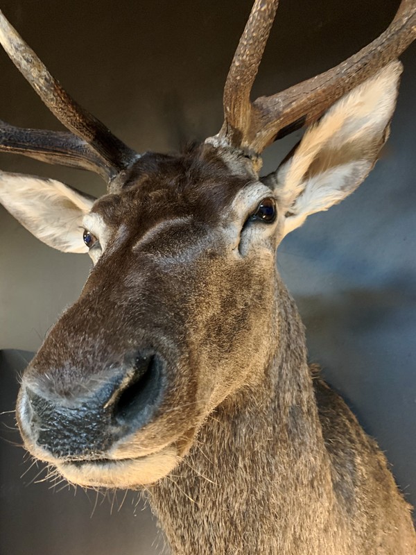 edelhert, opgezet edelhert, taxidermy, opgezette kop, hert - Taxidermy ...