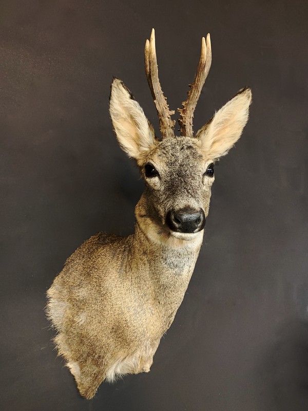 buck, ree, geweih - Schultermontage - Ausgestopfte Tiere ...
