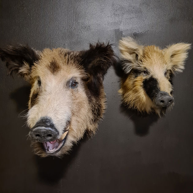 Groot langharig gevlekt Wilde zwijn kop, Wildezwijnenkoppen, Kop ...
