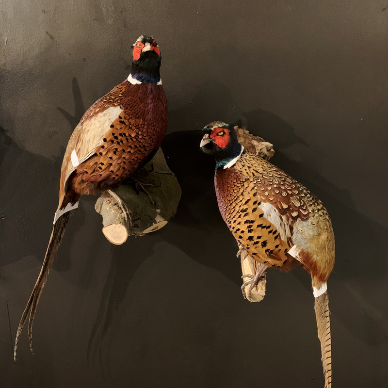 fazant, fazant wandmodel, wand, vogel aan muur, muurmodel, fazant ...