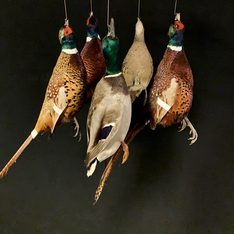 fazant, fazant wandmodel, wand, vogel aan muur, muurmodel, fazant ...