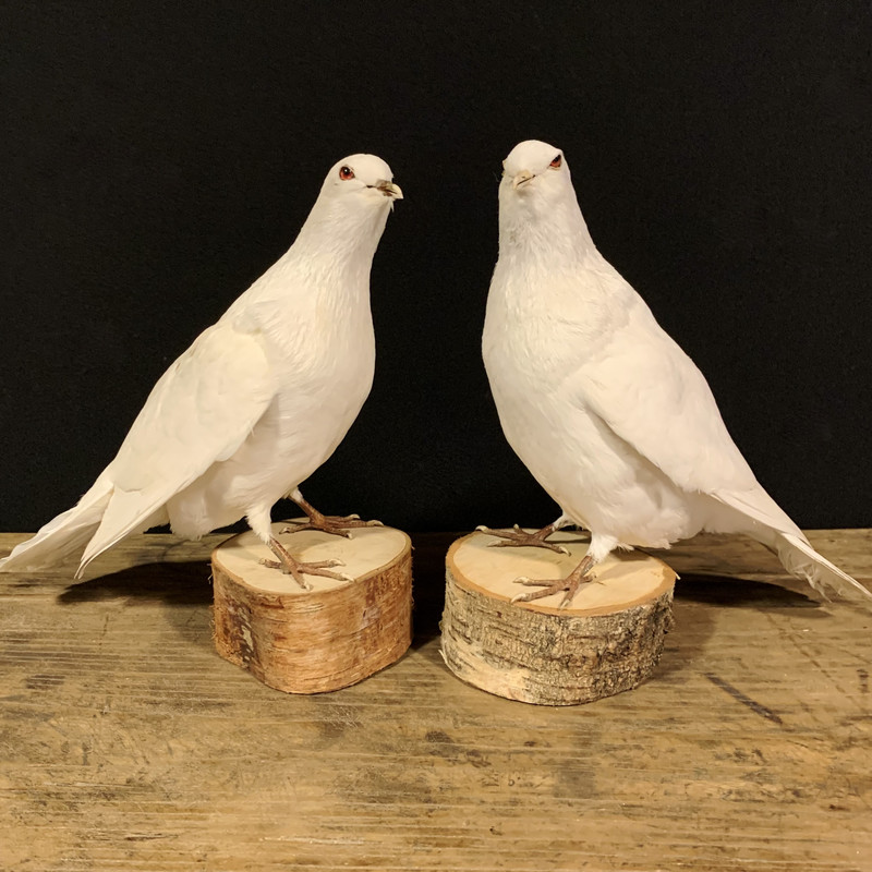 witte duif, duif op hout, opgezette duif, duif, opgezette duif ...