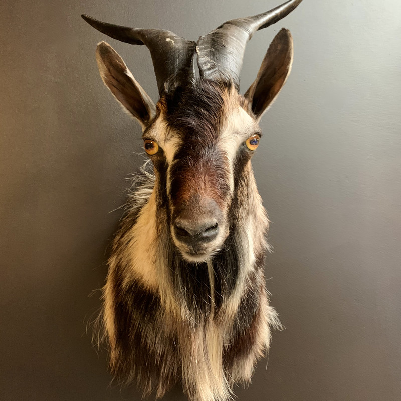 geit, geitenkop, opgezette geit, bok, bokken, opgezette bok - Taxidermy ...