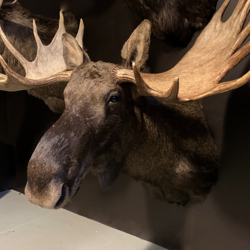 Eland Dier De Eland | Pairi Daiza