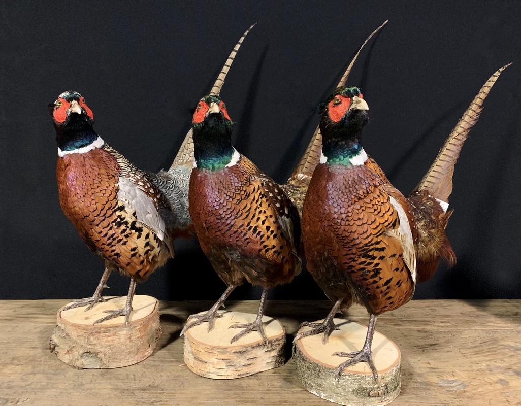 VO 100, Pheasant on Wood - opgezette vogels, vogels opgezet, taxidermy ...
