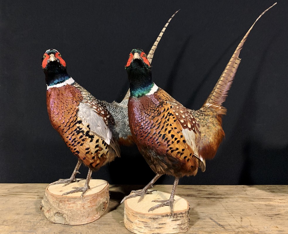 VO 100, Pheasant on Wood - opgezette vogels, vogels opgezet, taxidermy ...