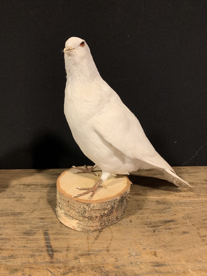 witte duif, duif op hout, opgezette duif, duif, opgezette duif ...