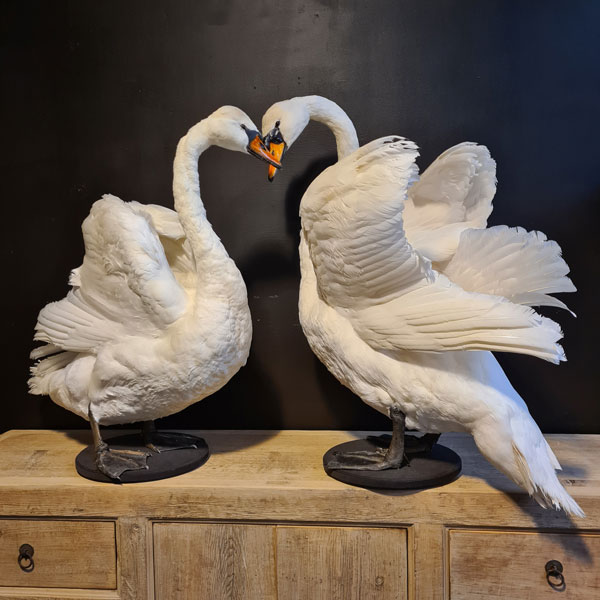 Opgezette zwanen, Vogel taxidermy, Zwanen decoratie, Opgezette vo ...