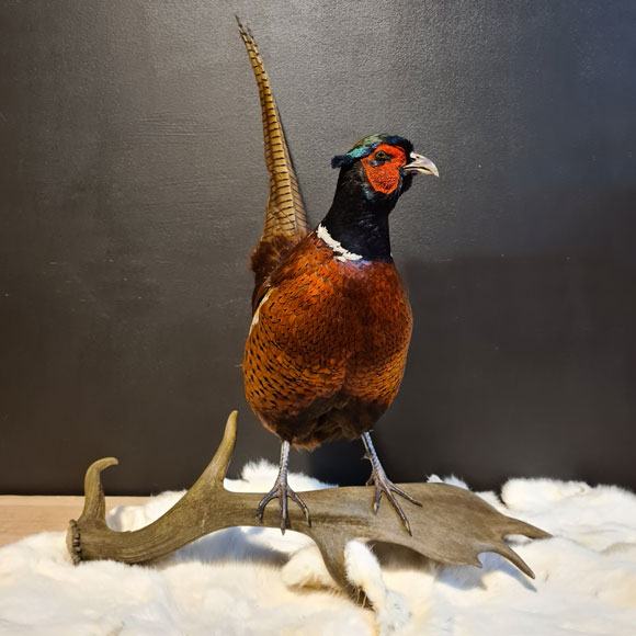 Opgezette fazant, Vogeltaxidermy, Fazant op gewei, Uniek opgezett ...