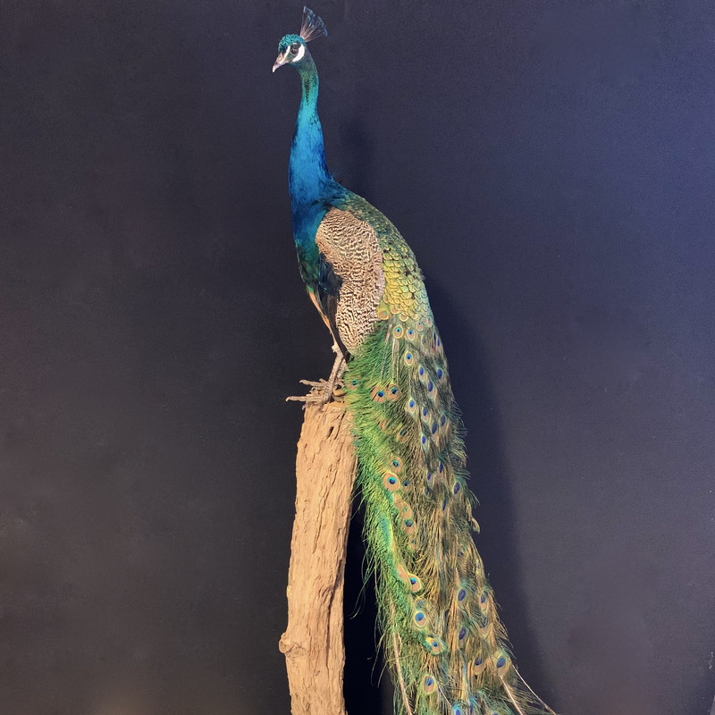 pauw, vogel, taxidermy, opgezet, beest - opgezette vogels, vogels ...