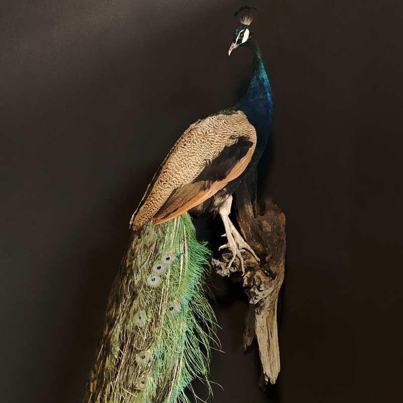 pauw, vogel, taxidermy, opgezet, beest - Taxidermy - opgezette dieren ...