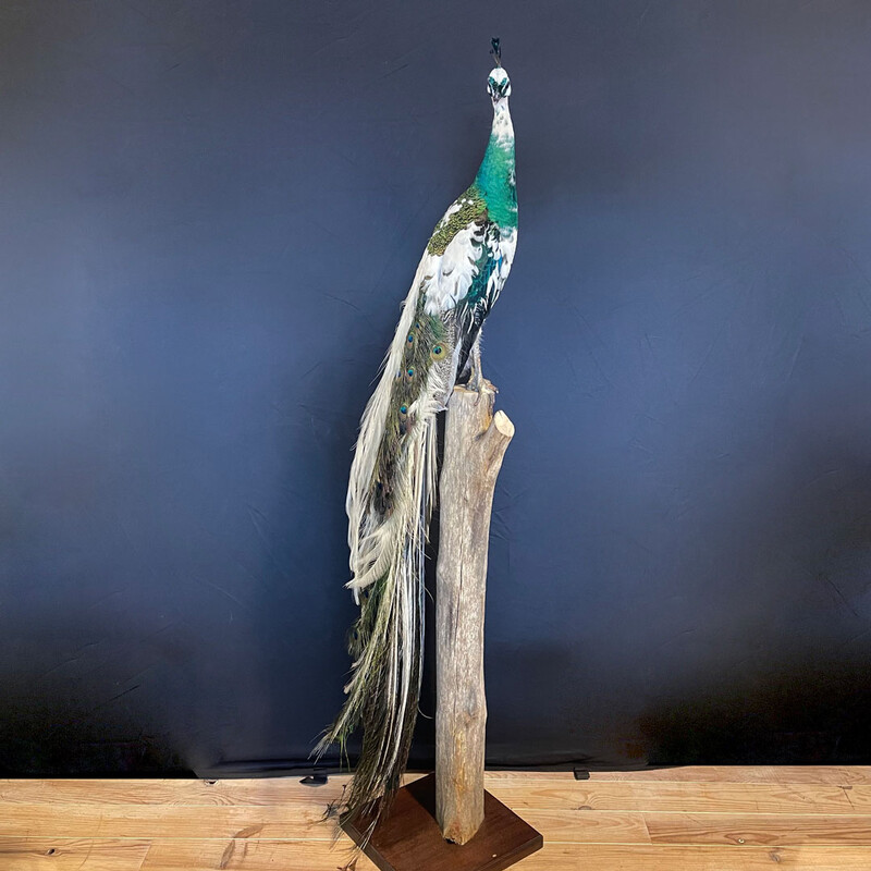 VO 313, Unique peacock mounted on trunk - opgezette vogels, vogels ...