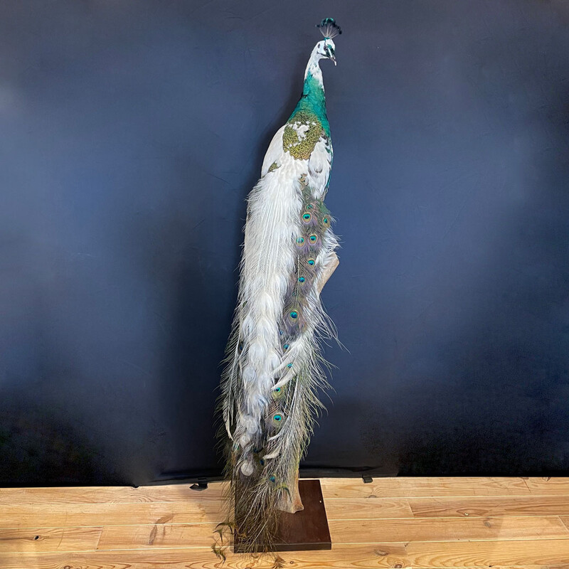 VO 313, Unique peacock mounted on trunk - opgezette vogels, vogels ...