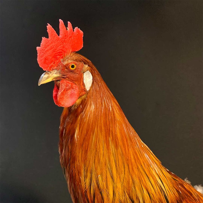 de jong interieur, haan, opgezette haan, phoenix, haan te koop, t ...