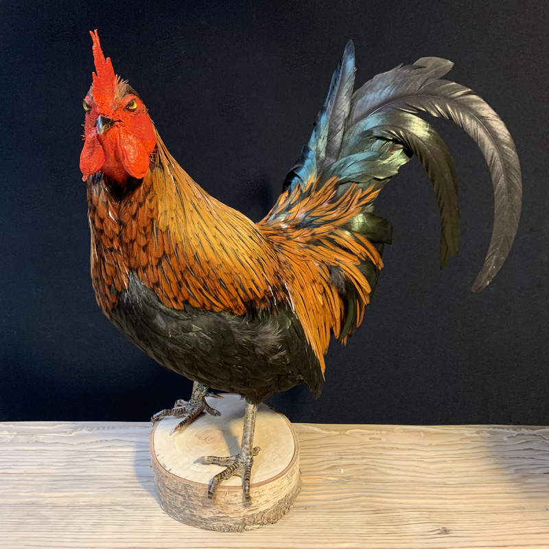 de jong interieur, rode kam hoen, haan met kam, hanenkam, haan te ...