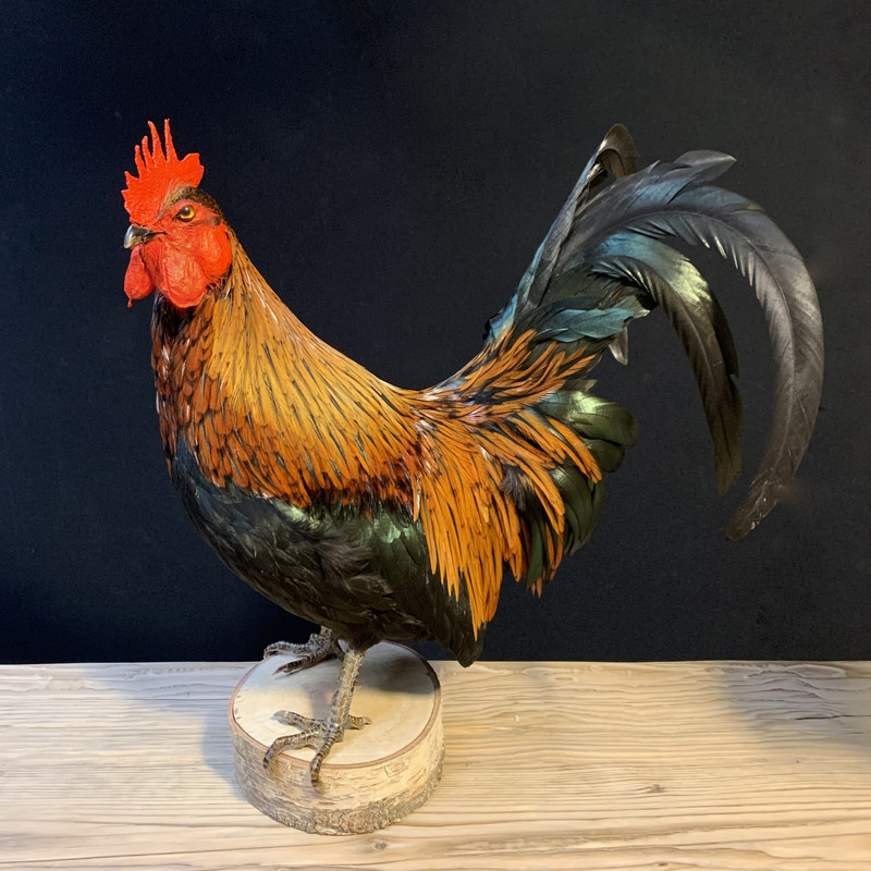 de jong interieur, rode kam hoen, haan met kam, hanenkam, haan te ...