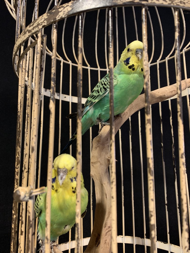 vogelkooi, opgezette vogels, vogels, grasparkiet, interieur - opgezette ...