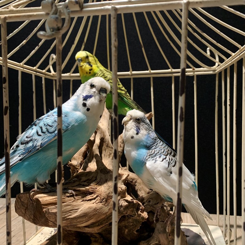 VO 601, Square bird cage with 4 budgerigars - opgezette vogels, vogels ...