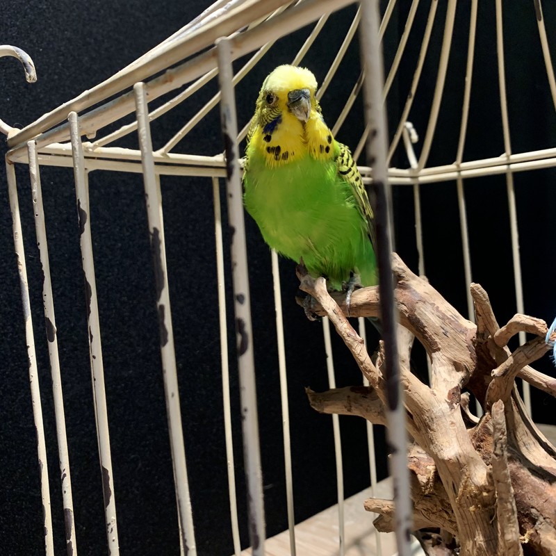 VO 601, Square bird cage with 4 budgerigars - opgezette vogels, vogels ...